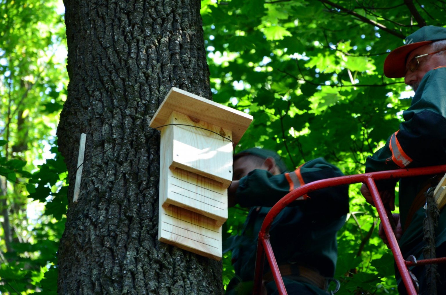 In Kyiv, 13 houses for bats were installed in Holosiivskyi: photo ...