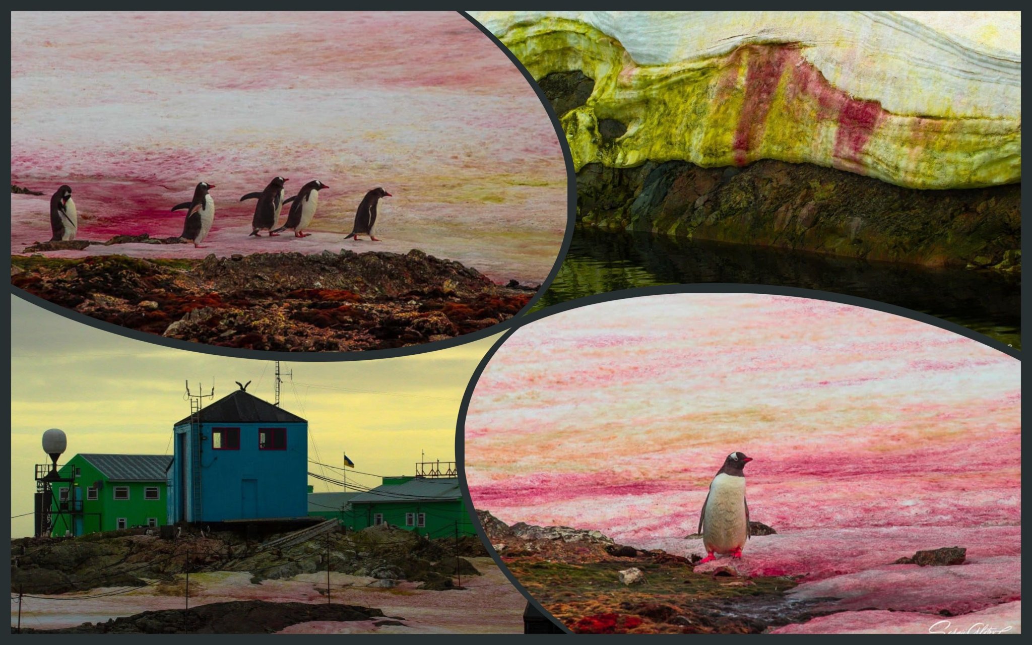 In Antarctica, the snow turned pink due to the bloom of algae: photo ...