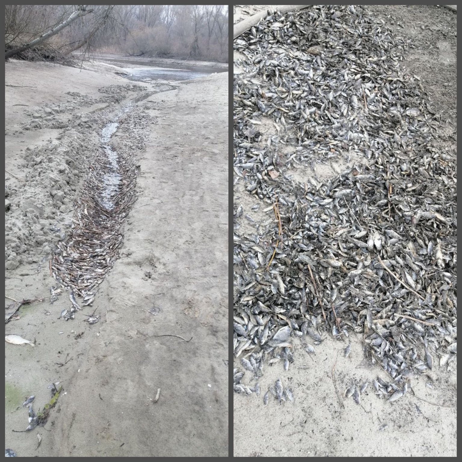 There was a fish plague in Zaporizhzhia due to the shallowing of the ...