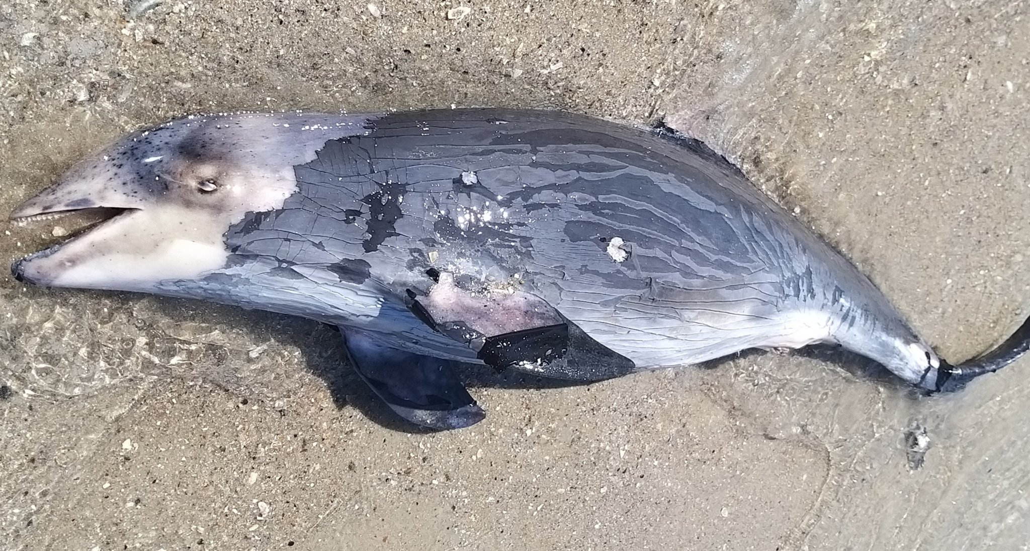 Ivan Rusev: 50 thousand dolphins died in the Black Sea - interview