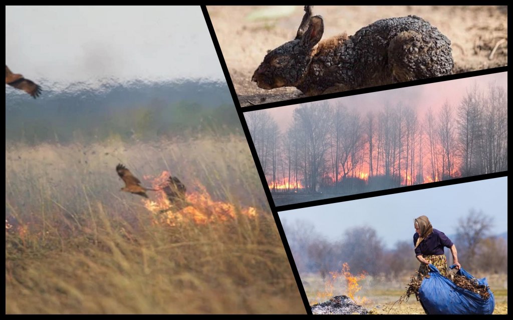 The grass caught fire - what is the danger and what fines await ...