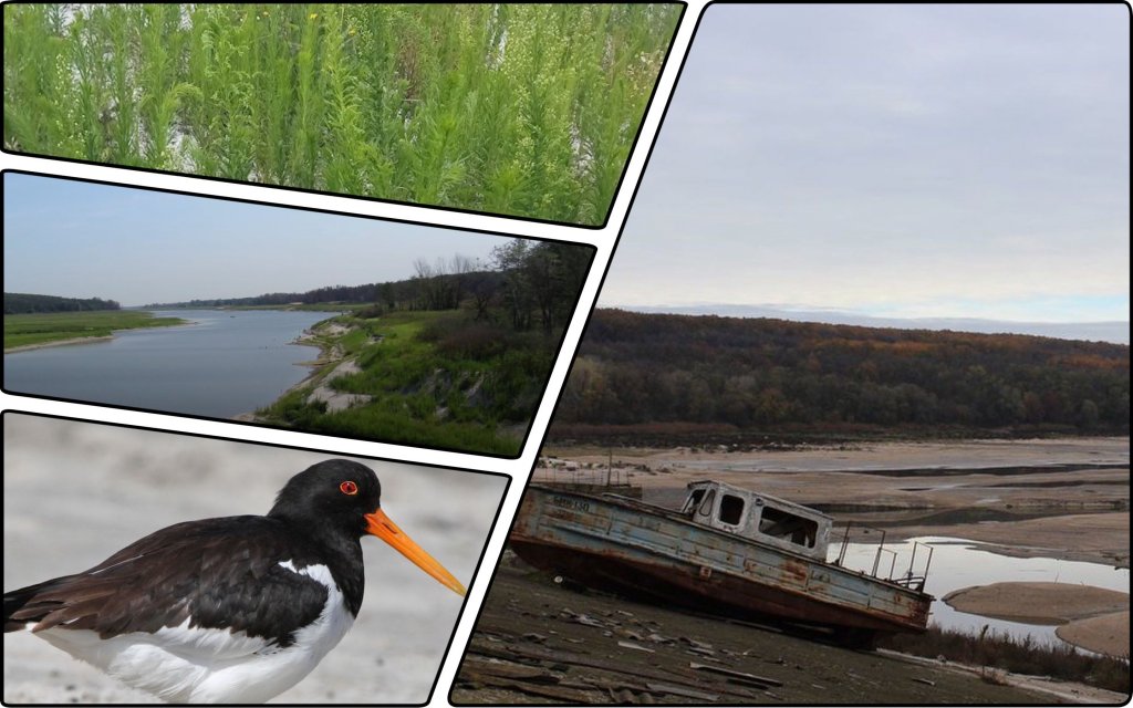 In the Kharkiv region, wildlife has recovered at the silted-up Oskil ...