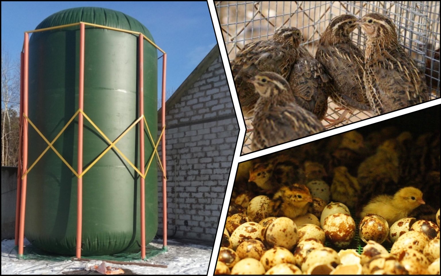 In Zhytomyr Oblast, quail farm Mykolay produces 200 m3 of biogas from ...