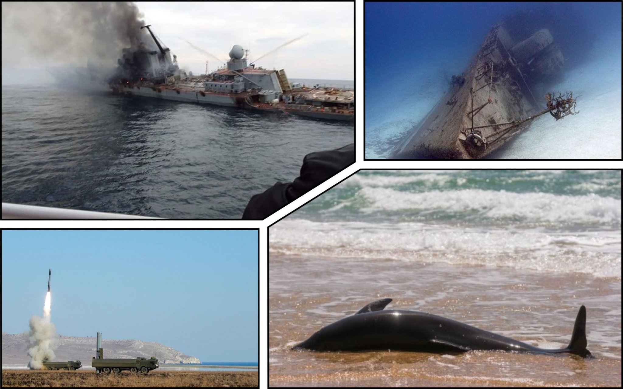 Ecology news: the Black Sea is polluted with heavy metals and rocket ...