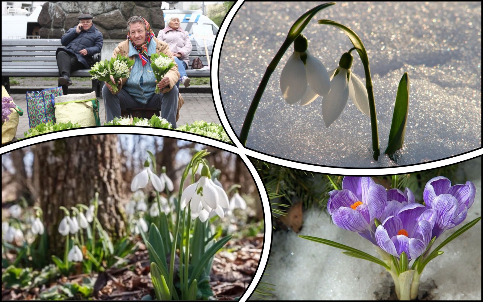 Ban on trade in primroses: fines for selling primroses will reach 3,655 ...