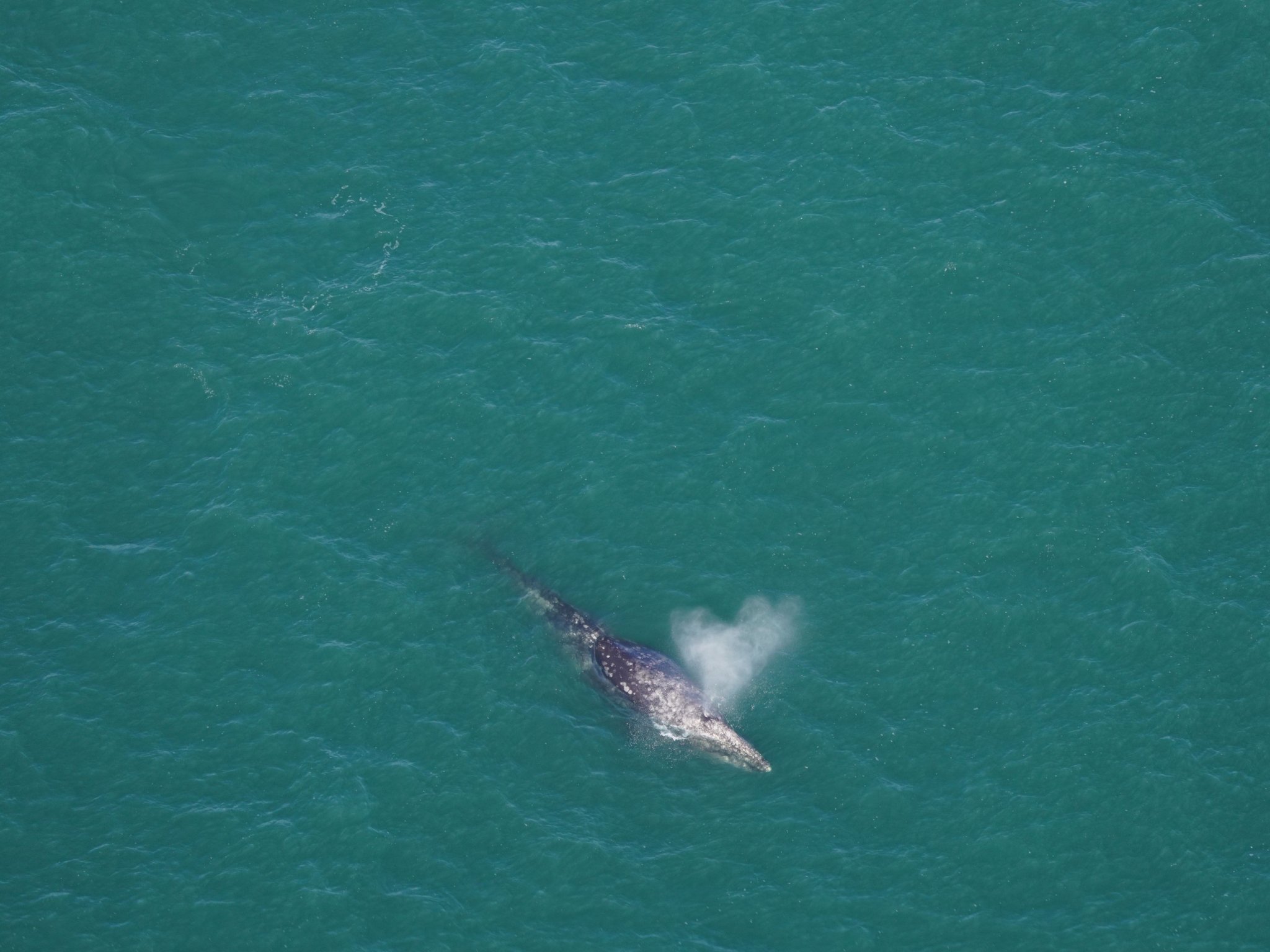 Scientists have discovered a rare gray whale that became extinct in the ...