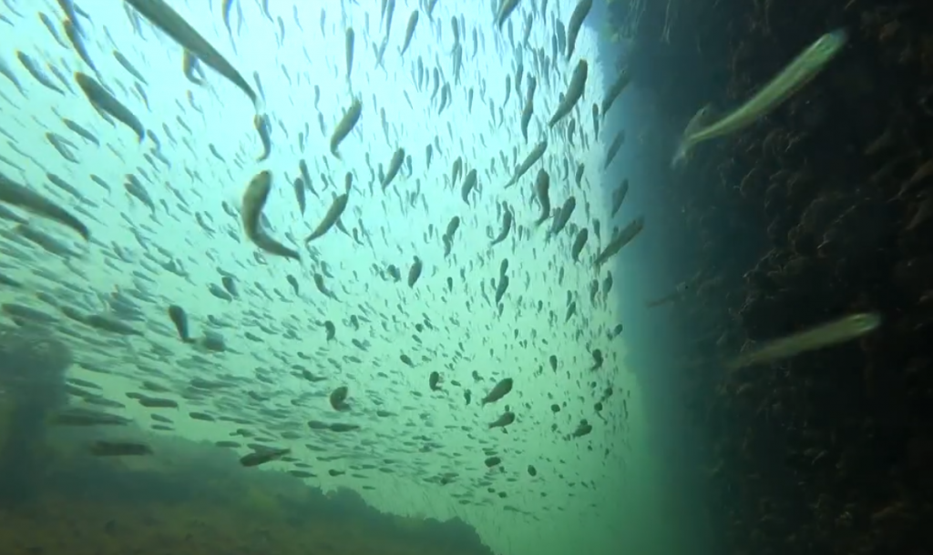 There are more fish in the Black Sea than ever | EcoPolitic