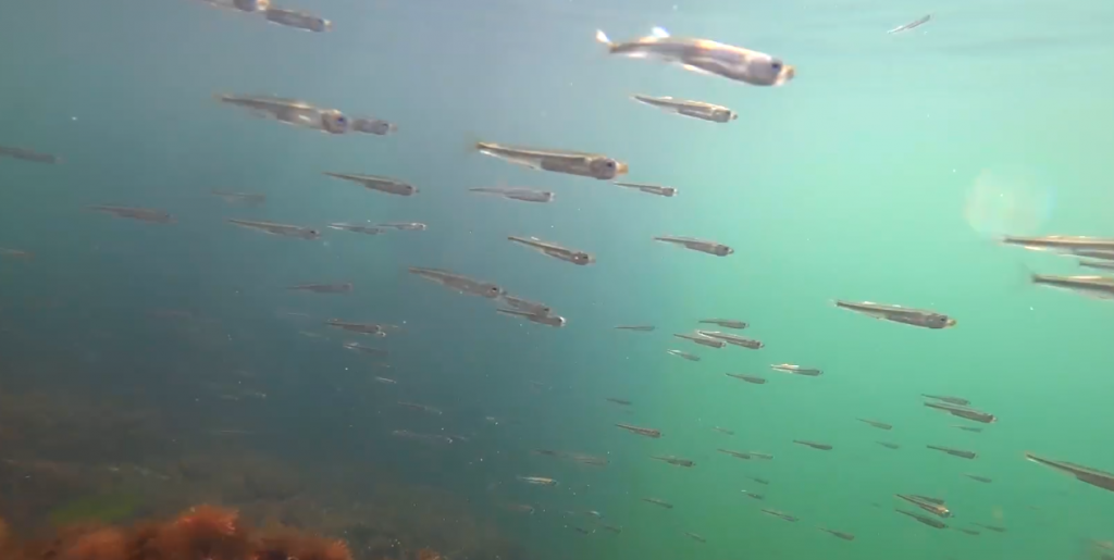 There are more fish in the Black Sea than ever | EcoPolitic