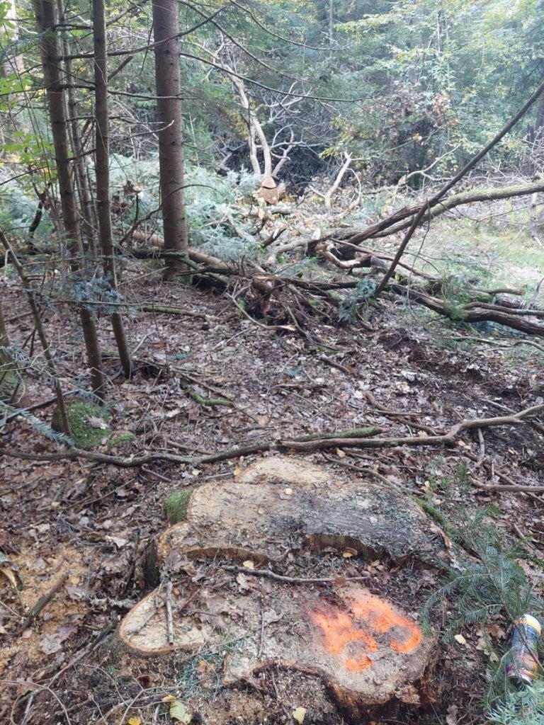 Elusive "black loggers" visit the "Lany" tract in Ivano-Frankivsk ...