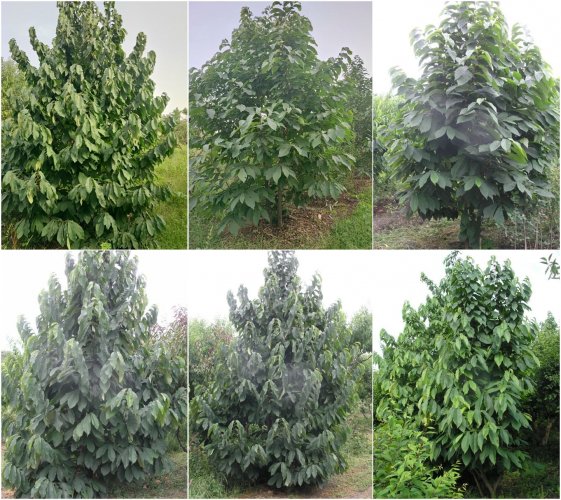 "Banana from the north": Ukraine is acclimatizing an exotic fruit tree ...