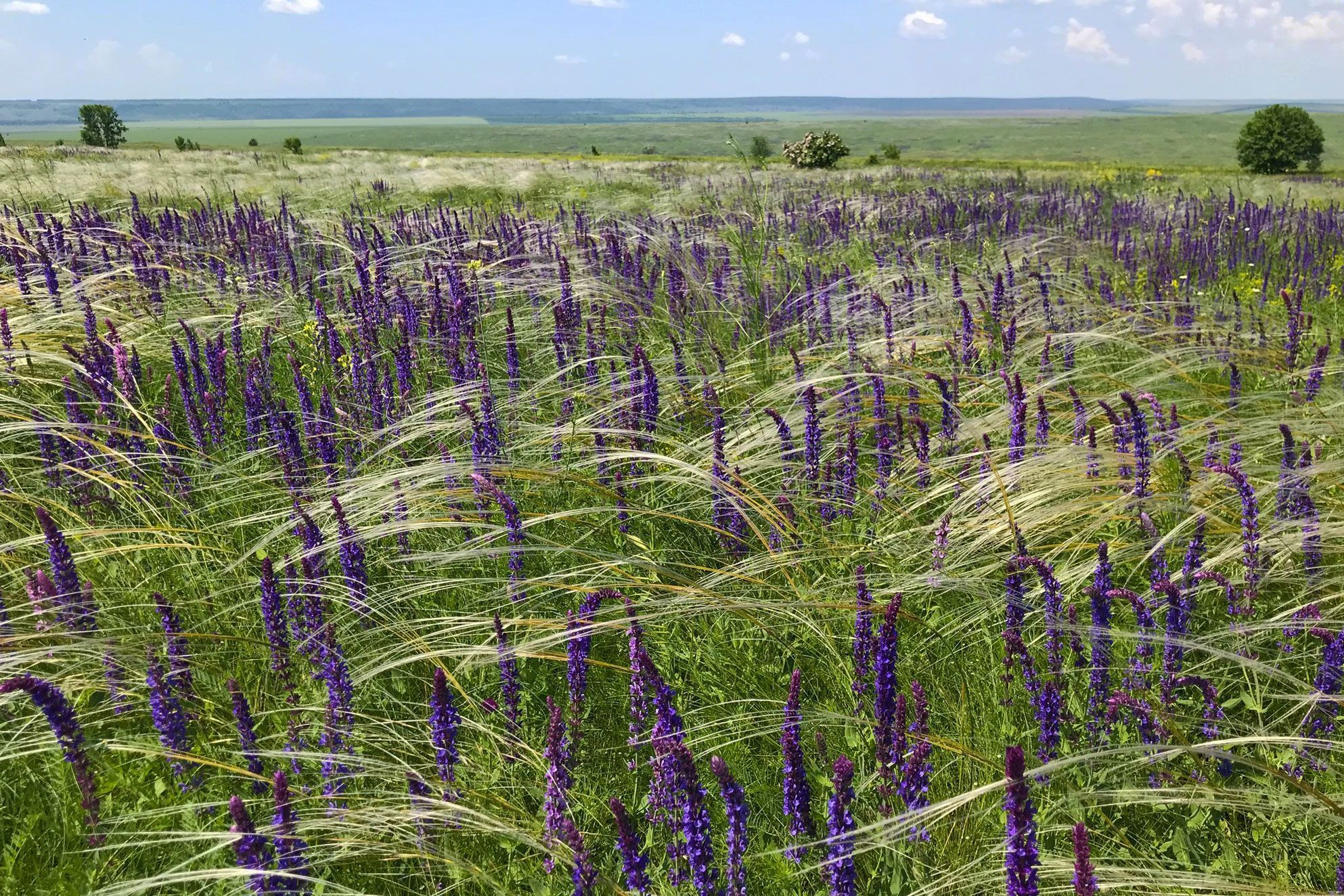 Wild animals in the wild steppe: restoring grassland ecosystems helps ...