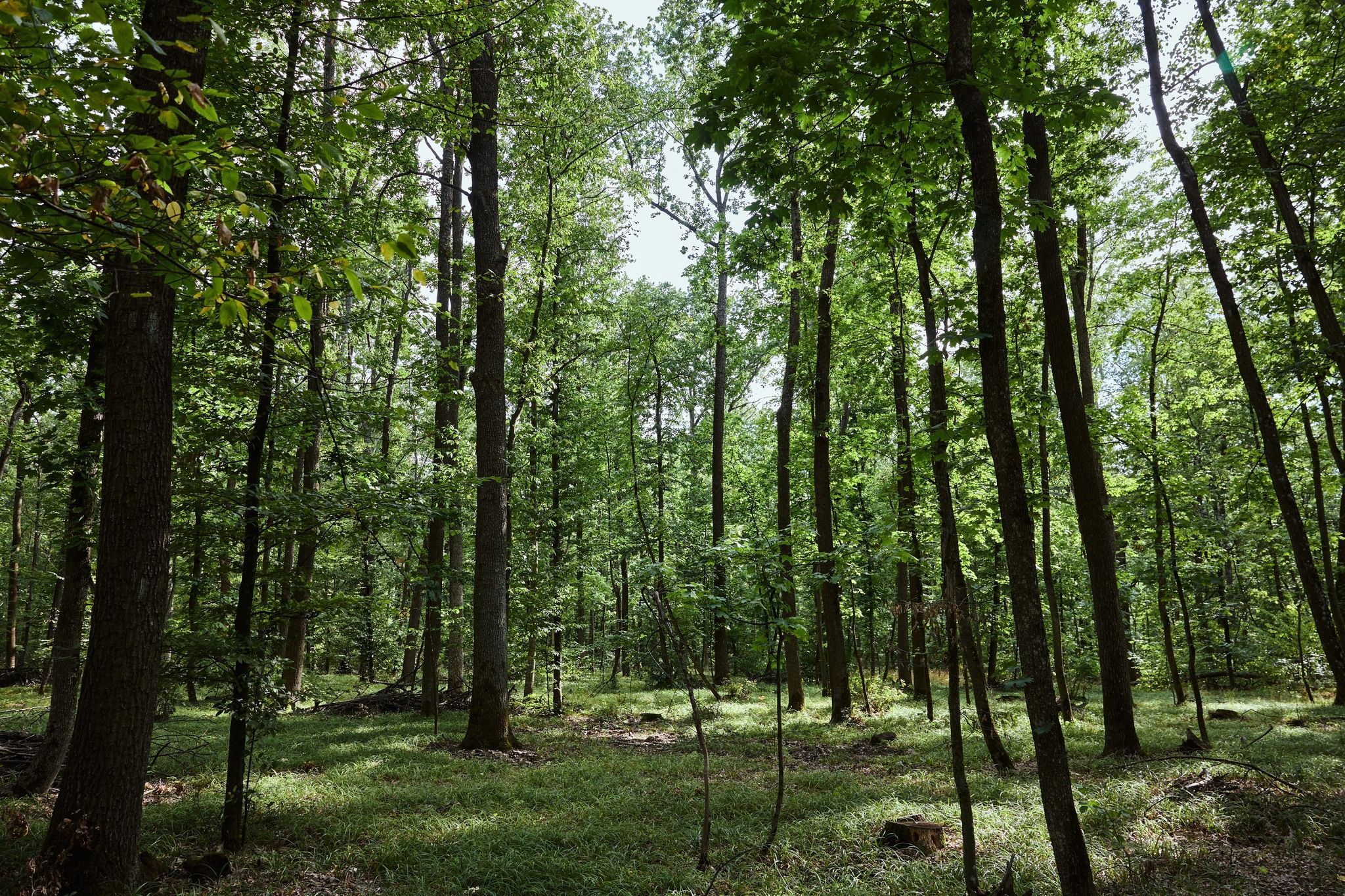 The first national park in Kirovohrad region: what will the protected ...