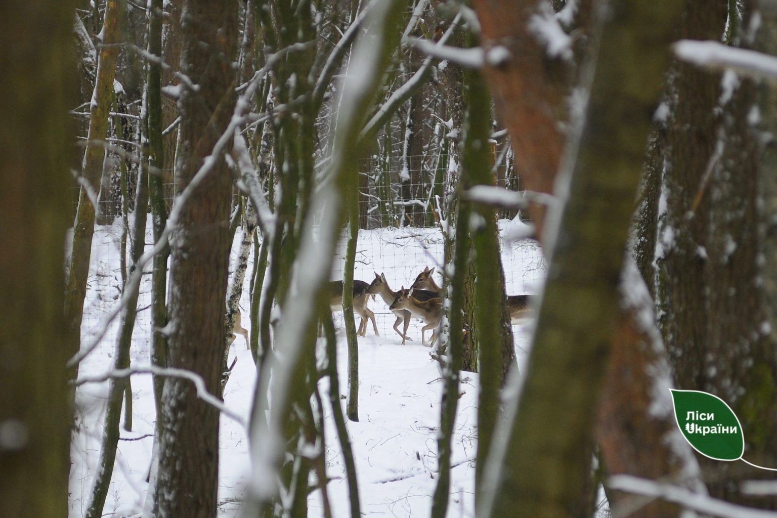 Roe deer, deer, wild boars: the population of wild animals has grown in ...