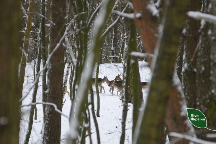 Roe deer, deer, wild boars: the population of wild animals has grown in ...