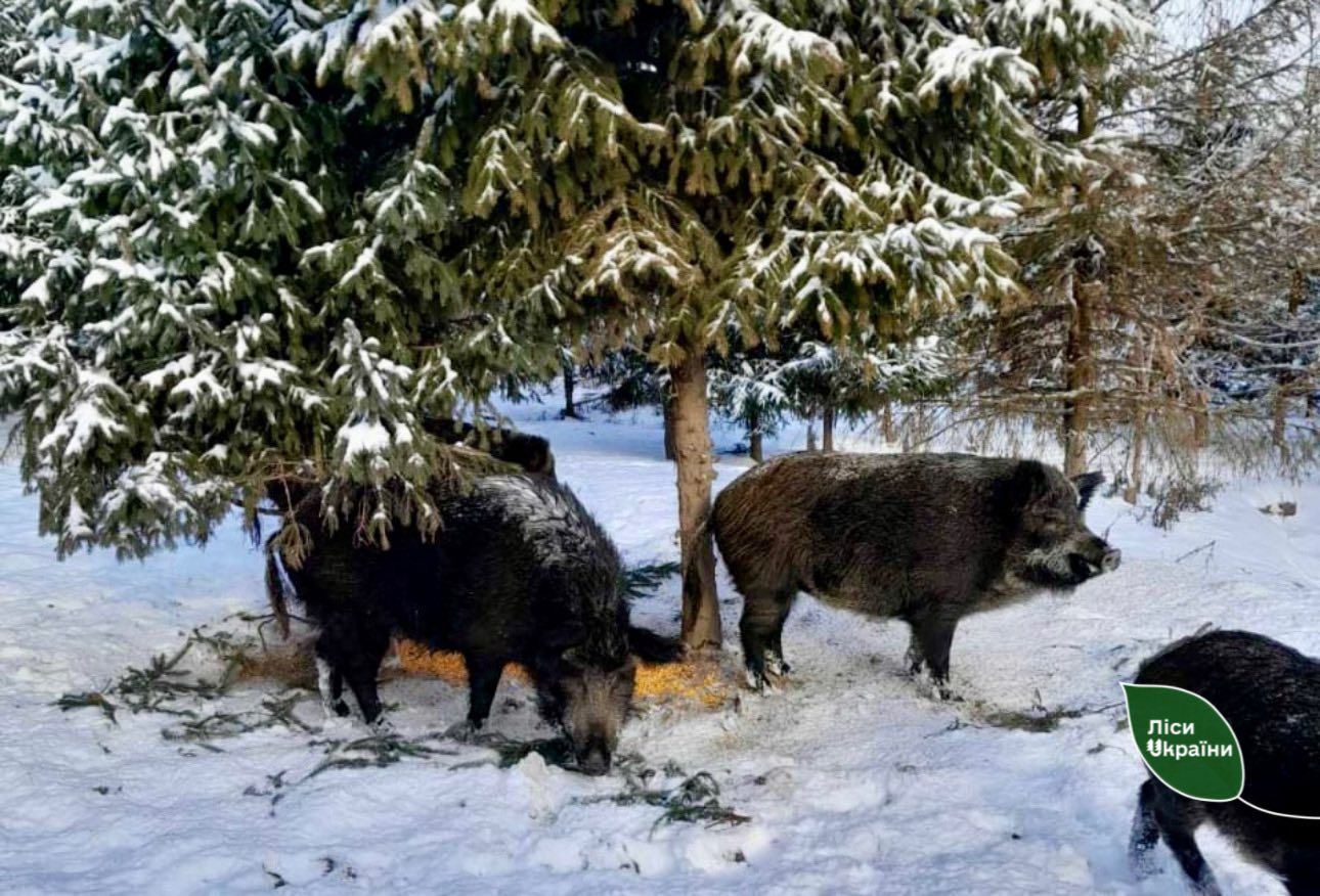 Roe deer, deer, wild boars: the population of wild animals has grown in ...